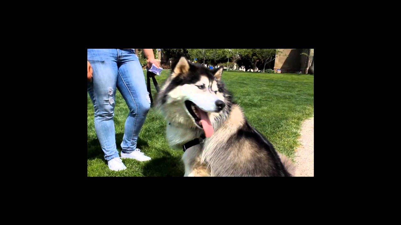 fallacy commercial dog antidepressents - YouTube