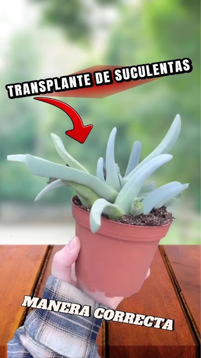 ¡Cómo trasplantar suculentas - ¡Fácil paso a paso! - YouTube