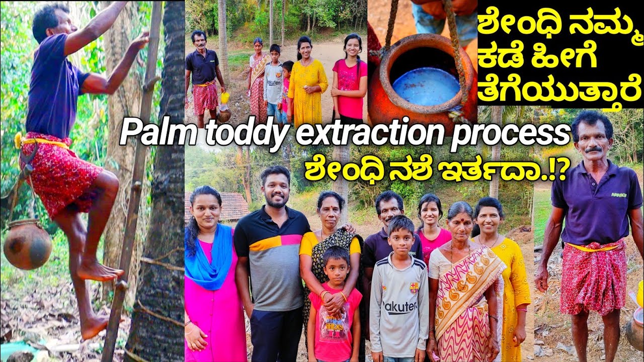 ನಮ್ಮ ಊರಿನವರು ಶೇಂಧಿ(ಕಳಿ)ಯನ್ನು ಹೇಗೆ ತೆಗೆಯುತ್ತಾರೆ ನೋಡಿ|Toddy Extraction ...