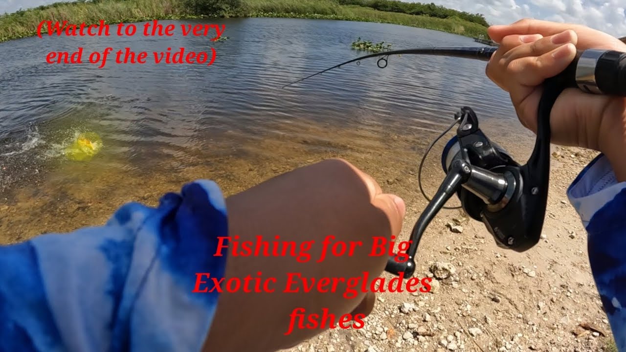 Fishing for Big Exotic Everglades fishes. - YouTube