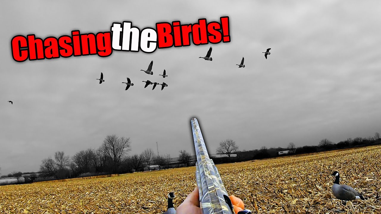 Chasing the Birds! - YouTube
