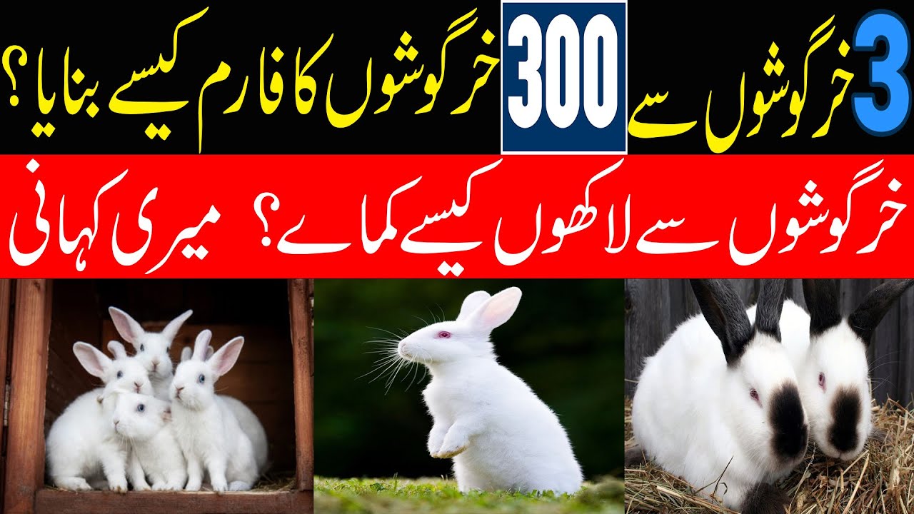 Chirah Rabbit Farm Story | My Story of Success in Rabbit Farming in ...