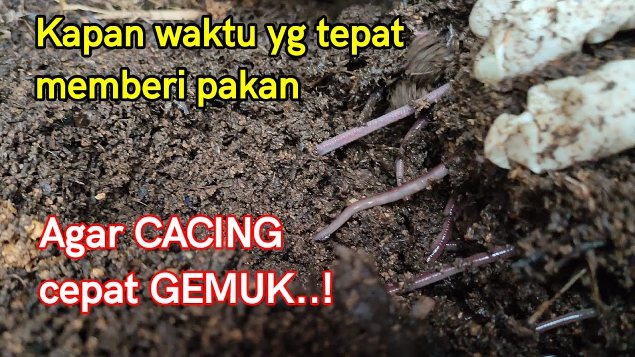 Waktu pemberian pakan Cacing ANC yang tepat, agar cepat GEMUK..! - YouTube