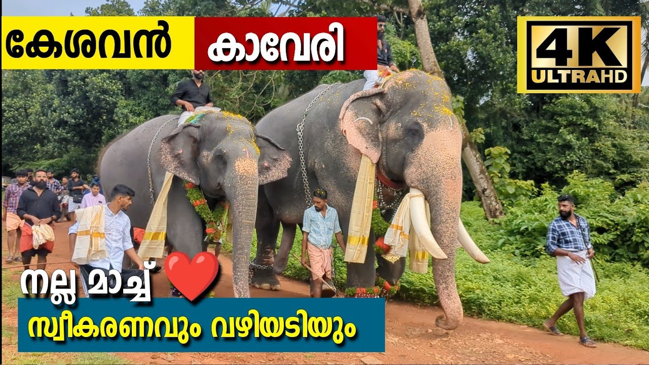 കേശവനും കാവേരിയും ️ Puthupalli Kesavan Perumpadappu Kaveri ️ - YouTube