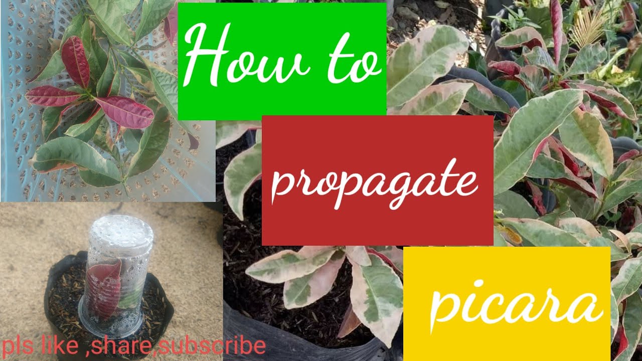 How to propagate picara plant Easy way 30days Result No lose leaf - YouTube