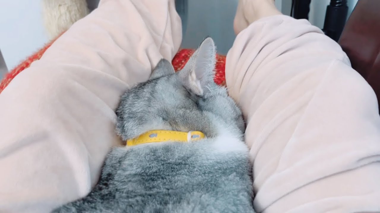 挟まれて眠る猫😸|猫の癒し♡| Cat sleeping while being pinched - YouTube