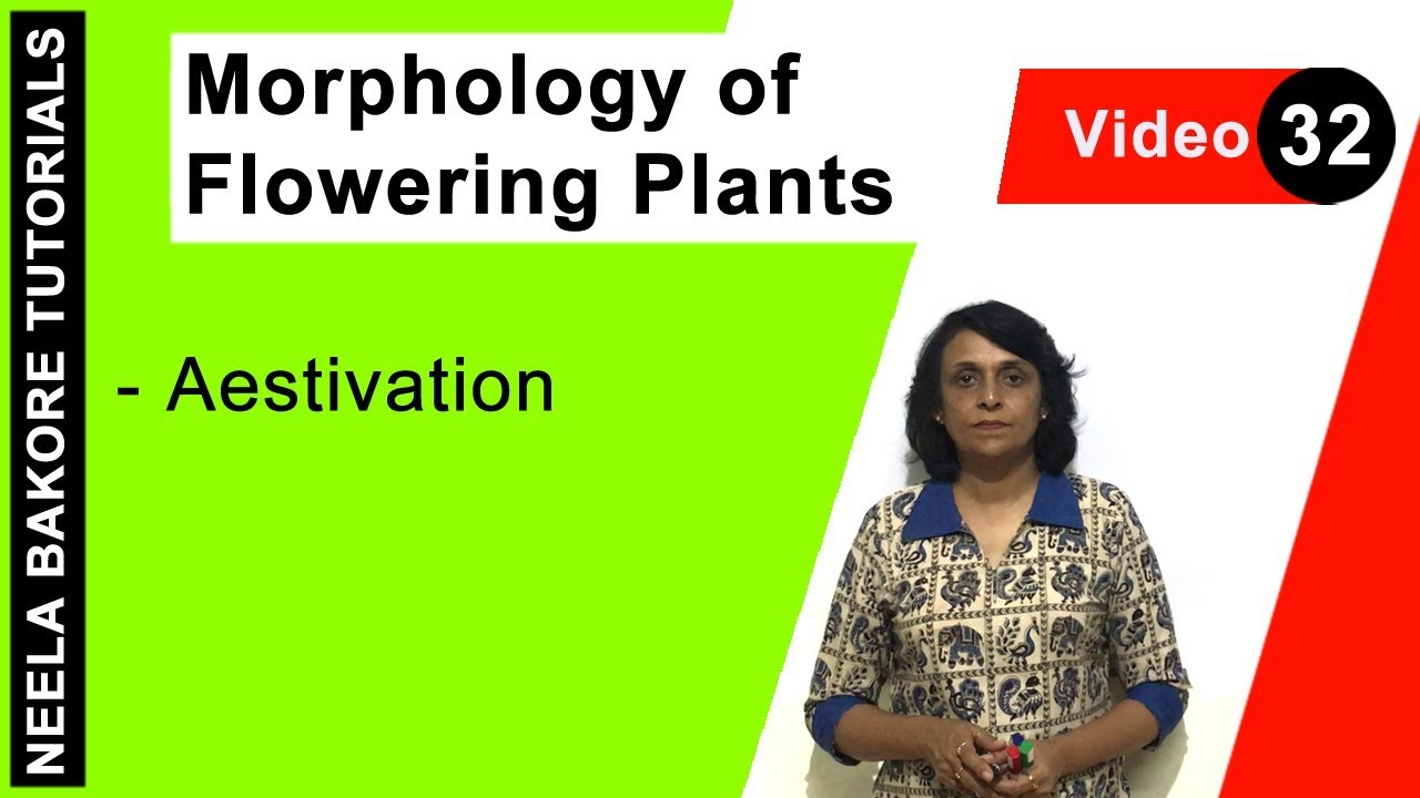 Morphology of Flowering Plants | NEET | Aestivation | Neela Bakore ...