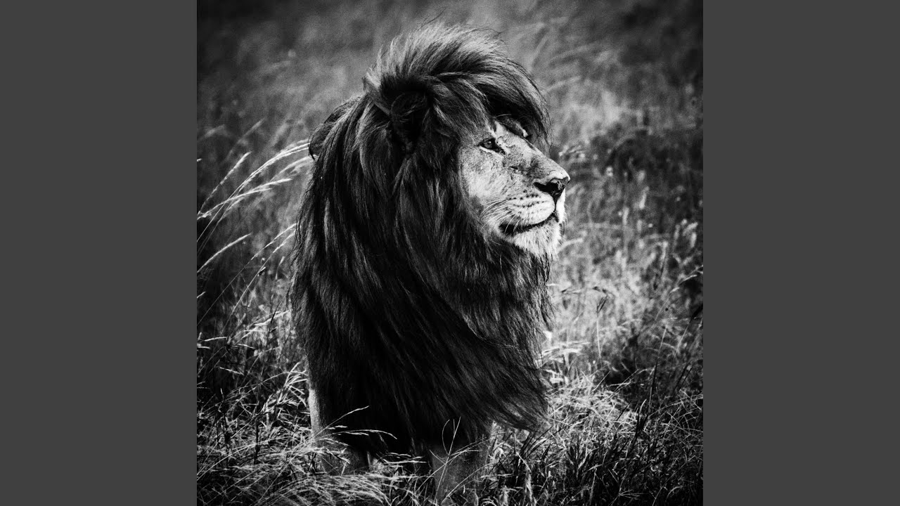 pull up if You are a Lion - YouTube