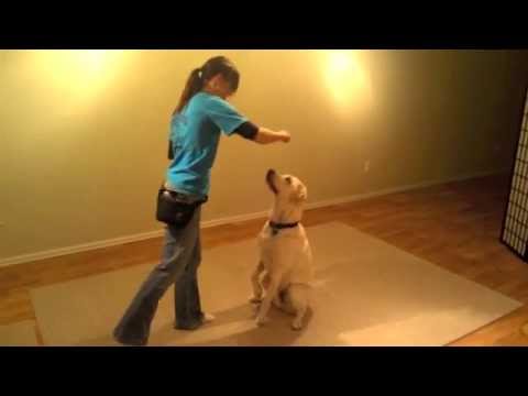 Fun Tricks with Yellow Lab Aspen - YouTube