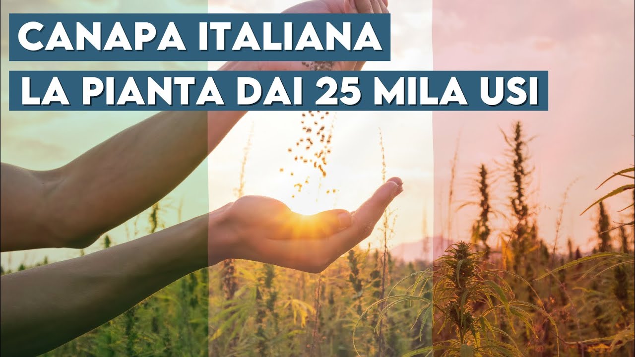 Canapa italiana - La pianta dai 25 mila usi | Bongae - YouTube