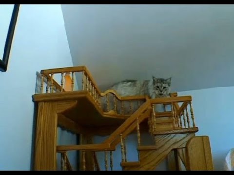 Man Spends 20 Years Turning His Home into a ‘Kitty Playland’ - YouTube