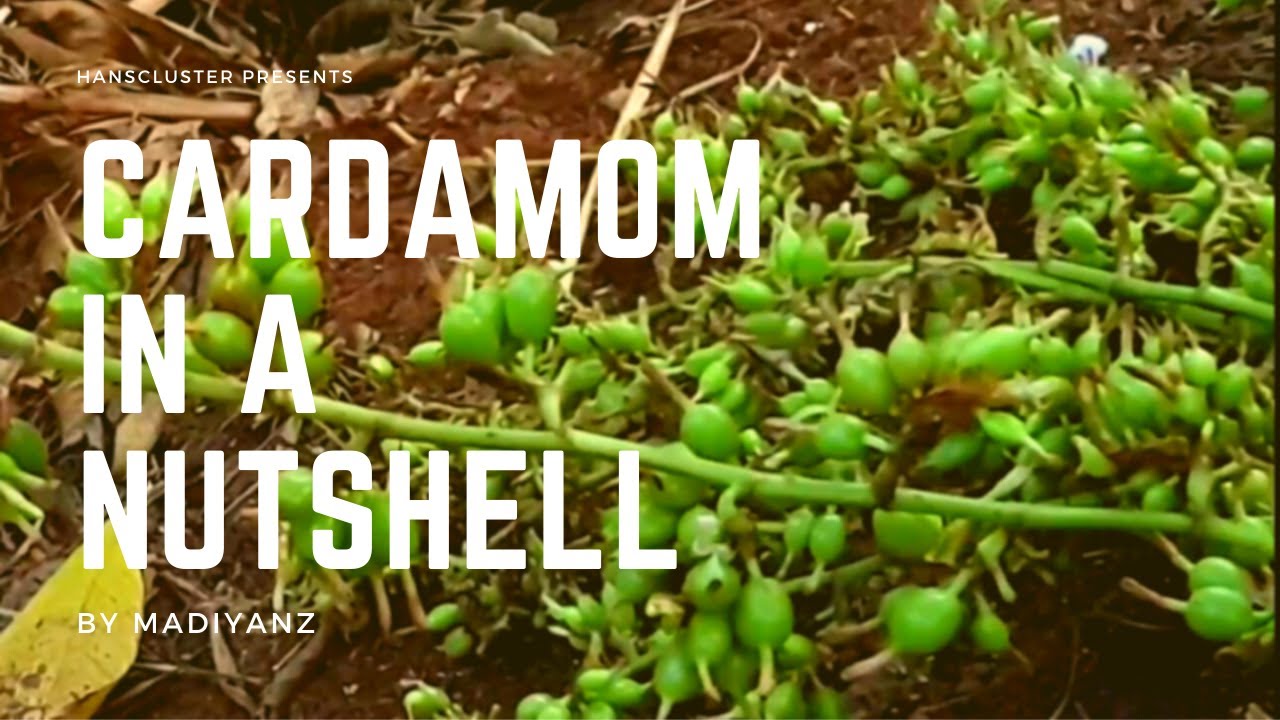 Cardamom Cultivation in a Nutshell | Madiyanz - YouTube