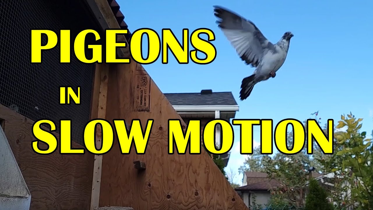 Pigeons Flying in Slow Motion - Amazing! - YouTube