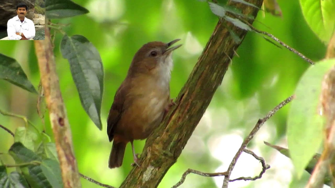 Video of Bird ( Buff-breasted Babbler) - YouTube