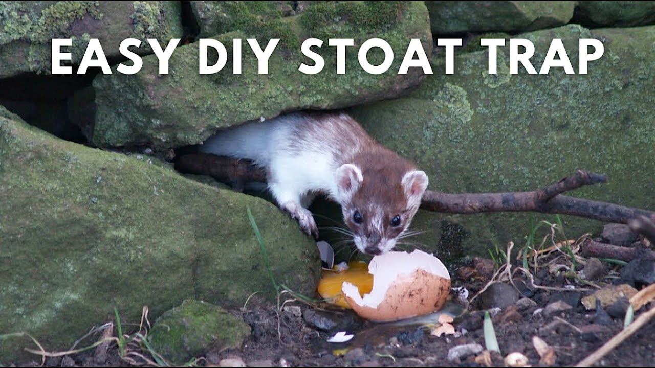 Easy Shoebox Stoat Weasel Trap | Maine Offgrid Cabin Life - YouTube