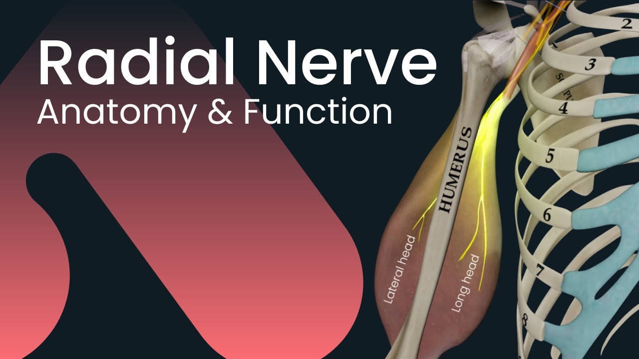 Radial Nerve: Anatomy & Function - YouTube