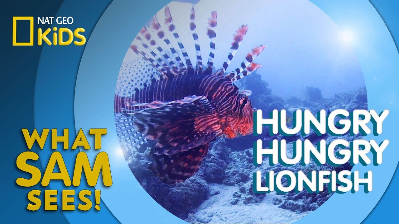 Hungry Hungry Lionfish | What Sam Sees - YouTube