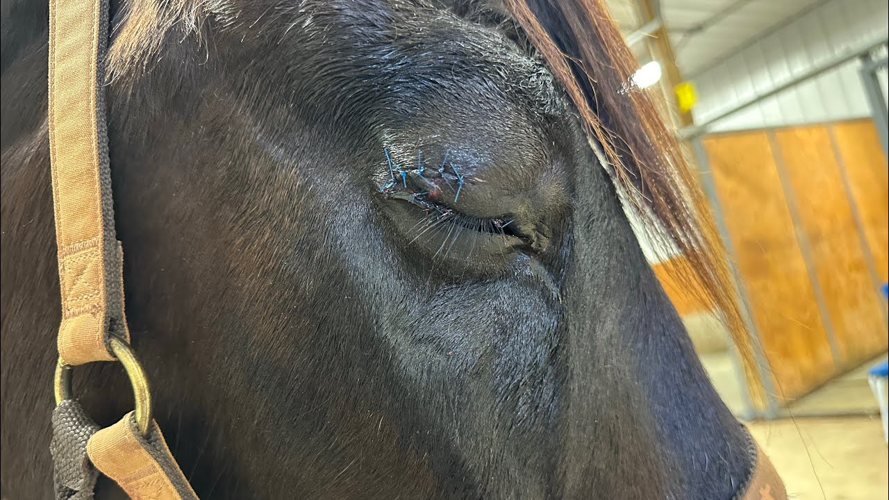 UPDATE on the OUCH for our RESCUE DRAFT- BOAZ - YouTube