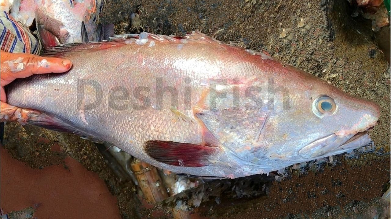 Big Grouper Fish Cutting & Slicing With Knife, Amazing Fish Cutting ...