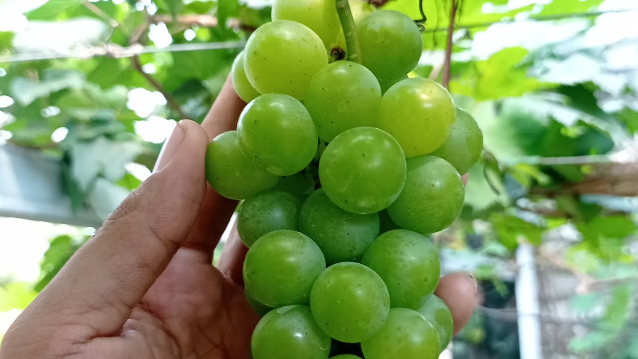 ANGGUR TAMAKI (NEUMASE) JAPANESE GRAPE VARIETY||RAJANYA MUSCAT ...