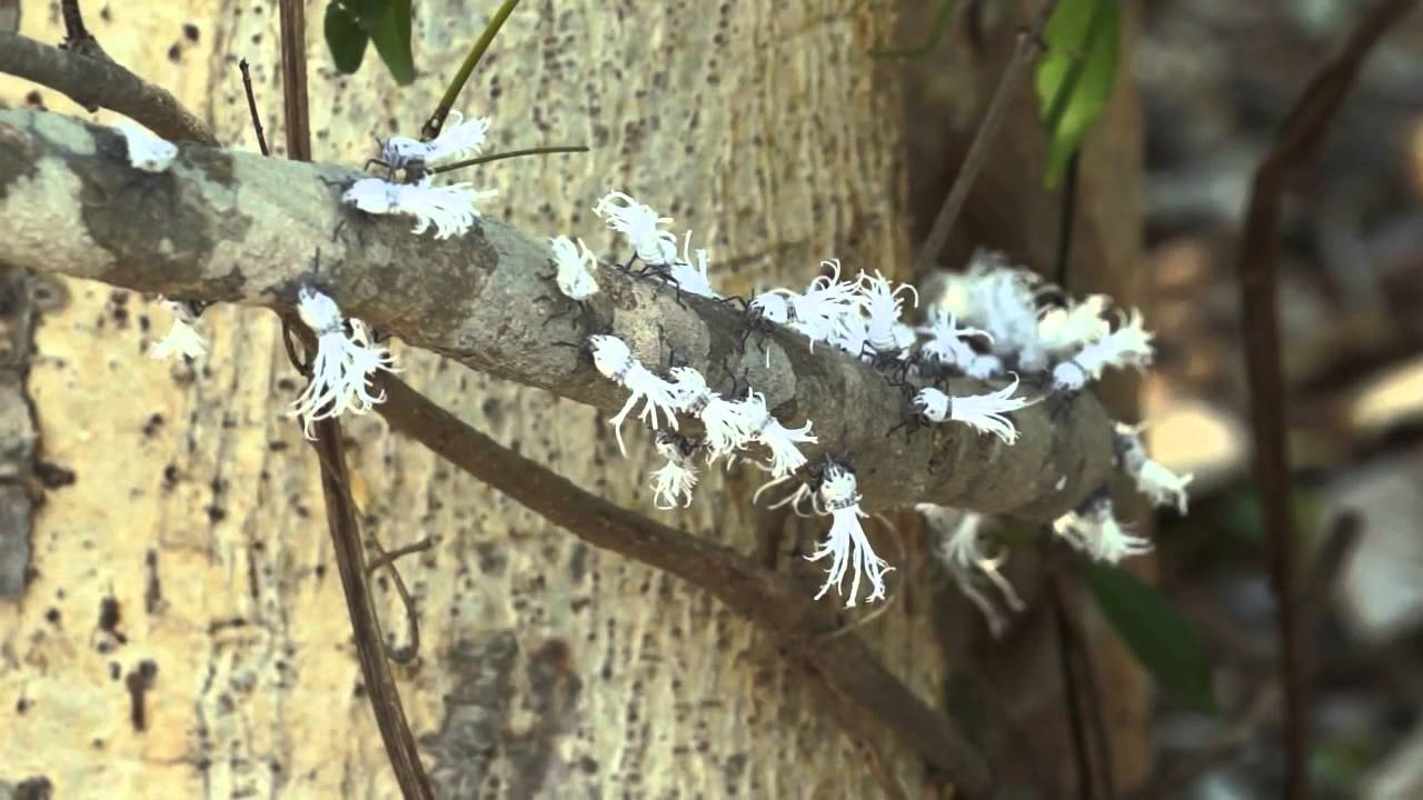 Insect That Looks Like Flower