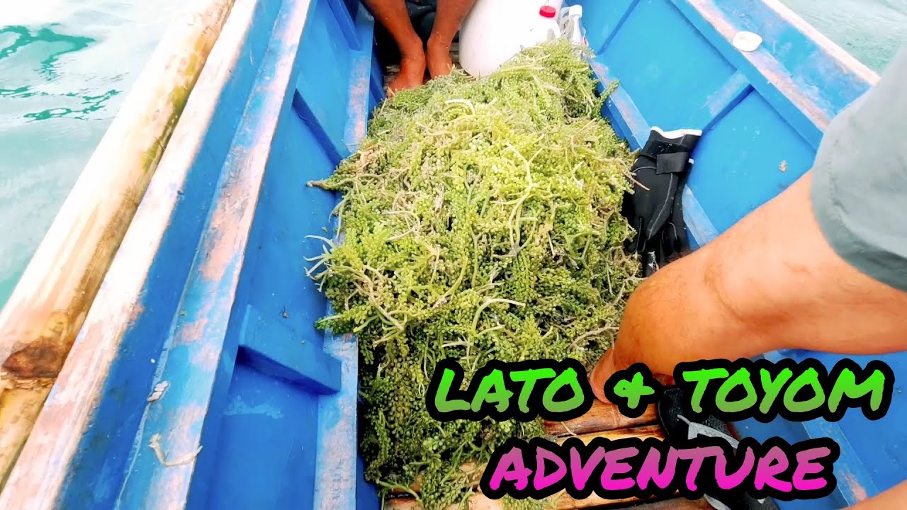 LATO & TOYOM ADVENTURE ( SEAGRAPES & SEAURCHIN. @menggoytv1557 - YouTube