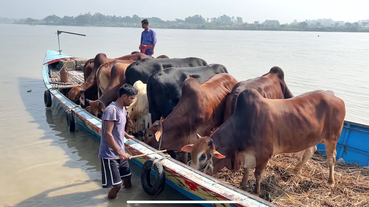 Cow unloading at very popular village cattle market | Cow unloading ...