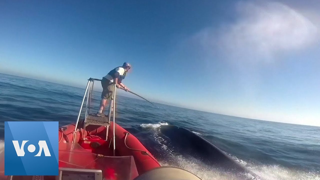 Scientists Measure Blue Whale's Heart Rate - YouTube