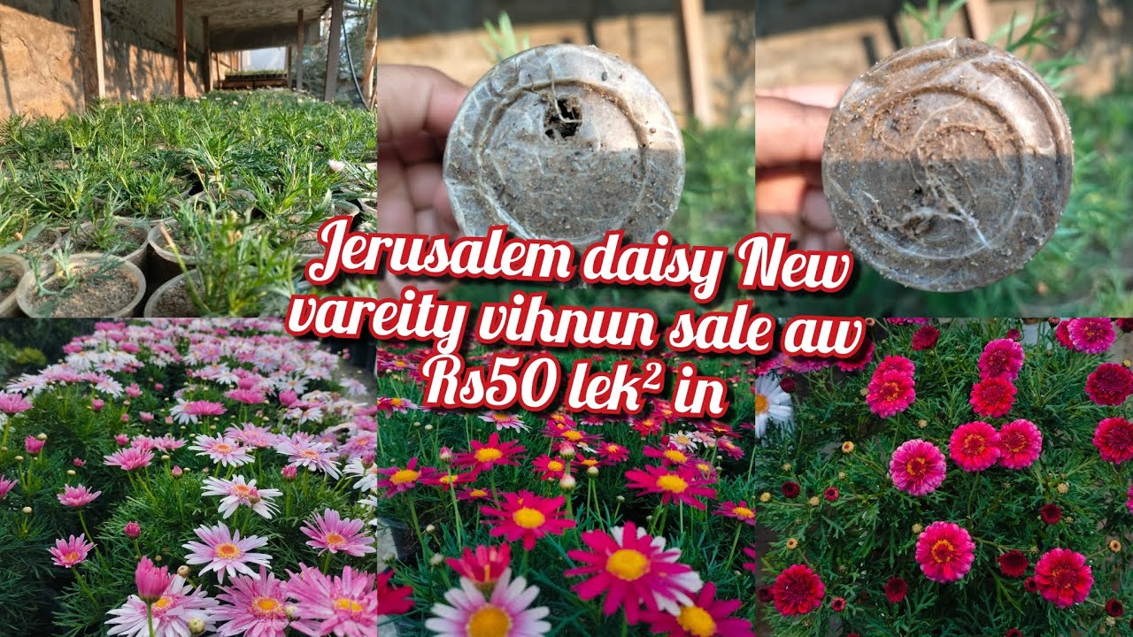 Jerusalem daisy vihnun Rs50 dispo40 chin ah Rs40 Phn8721983093 whatsApp ...