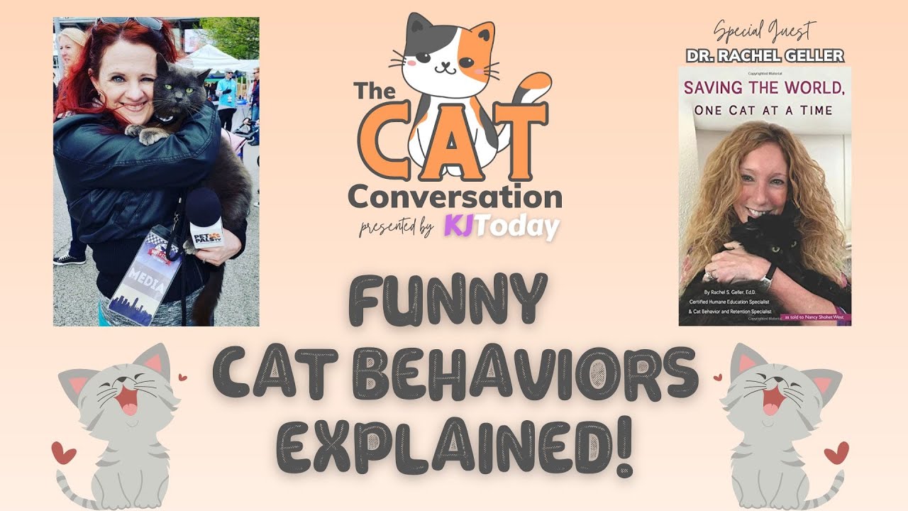 The Cat Conversation: Funny Cat Behaviors Explained! - YouTube