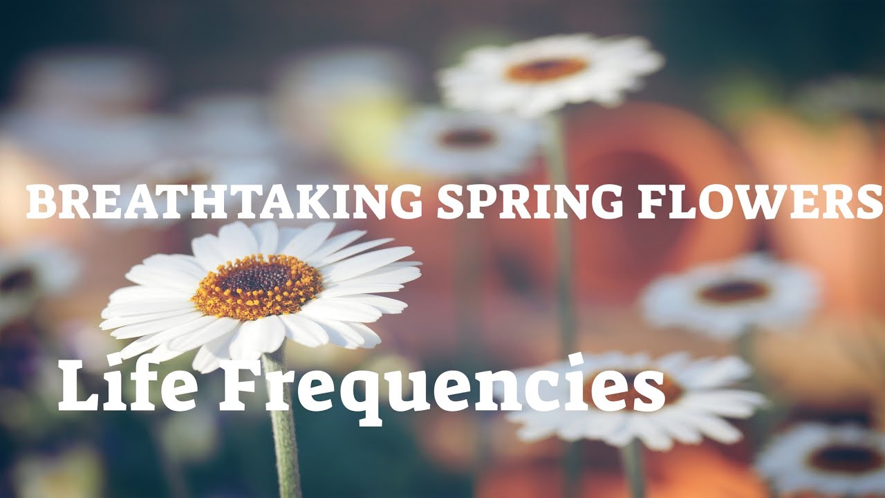 Breathtaking spring flowers | Amazing nature scenery | The best relax ...