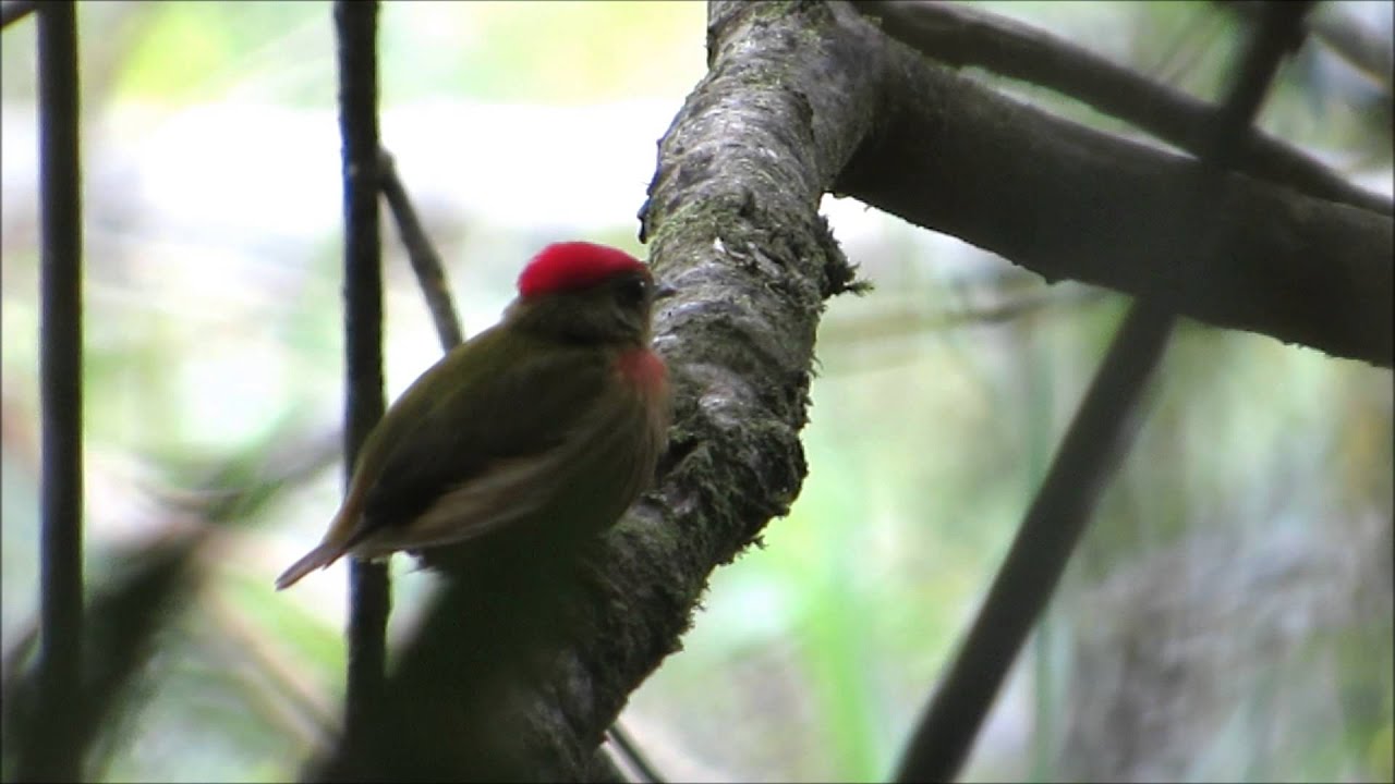Striped Manakin (Machaeropterus regulus) - Aguabonita Risaralda ...