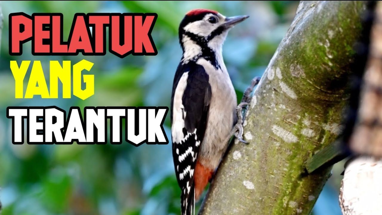 Pelatuk yang tercantuk terantuk||Burung Pelatuk|| #matajoeofficial # ...
