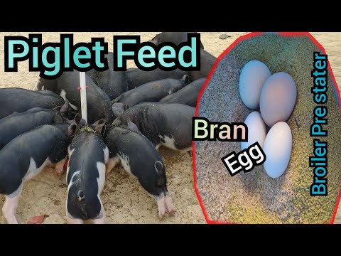 Piglet feed making । Piglet feed formula - YouTube