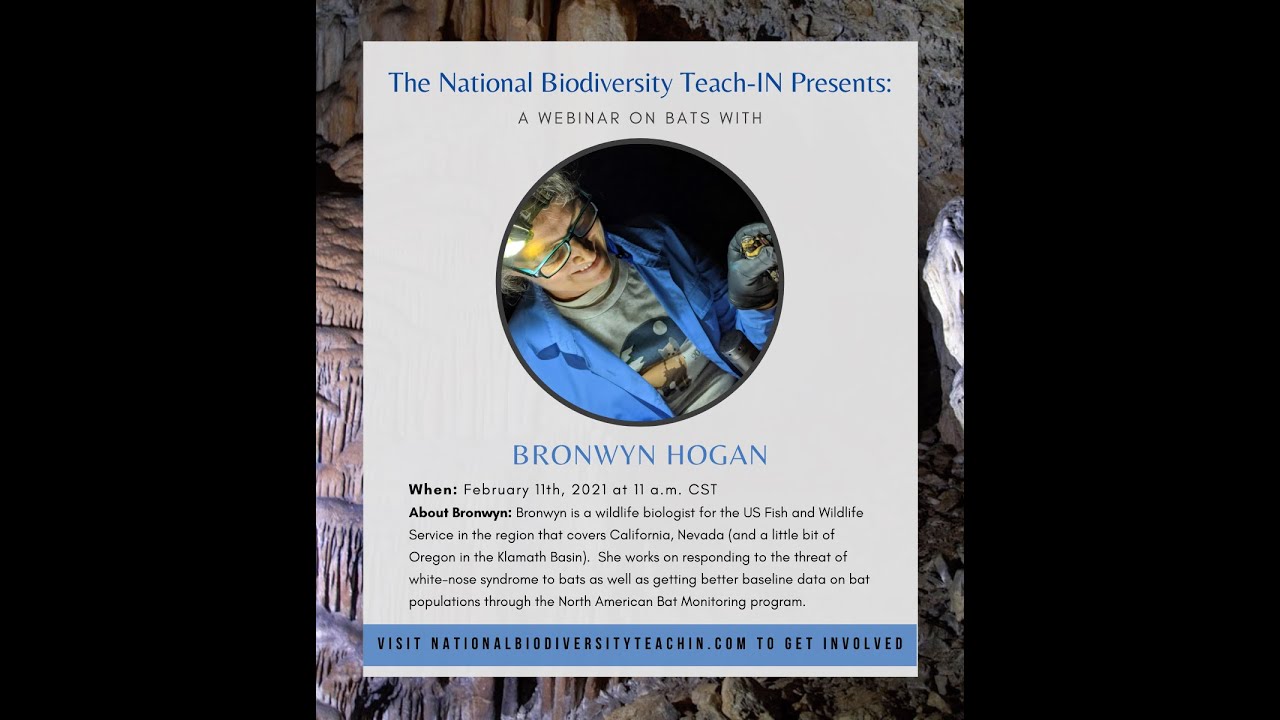 Bronwyn Hogan, Batty for Bats - YouTube