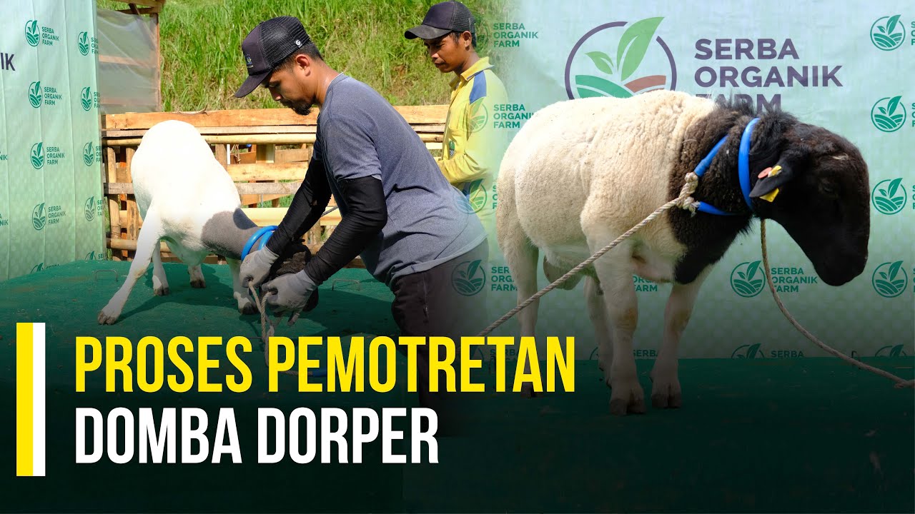 Pemotretan Eksklusif Domba Dorper di Serba Organik Farm - YouTube