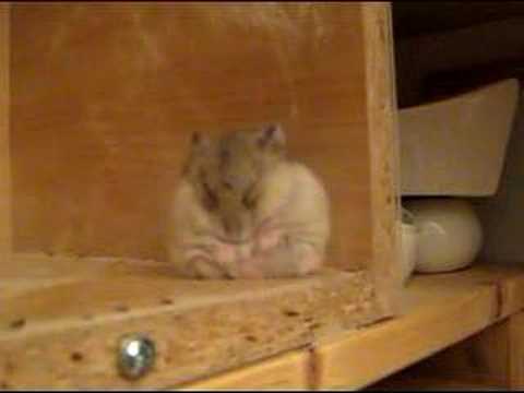 Dsungarian Hamster taking a nap - YouTube