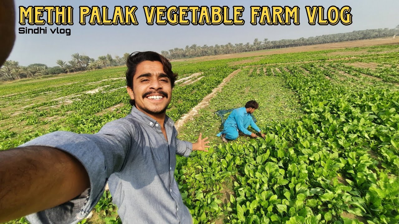 Palak Vegetable Farm Vlog In Pakistan | Sindhi Vlog - YouTube