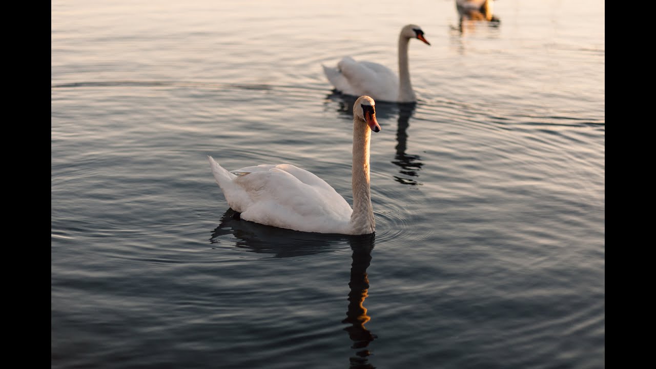 Relaxing Music | 'Aloke Pathura..' | Instrumental | 'ආලෝකේ පතුරා ...