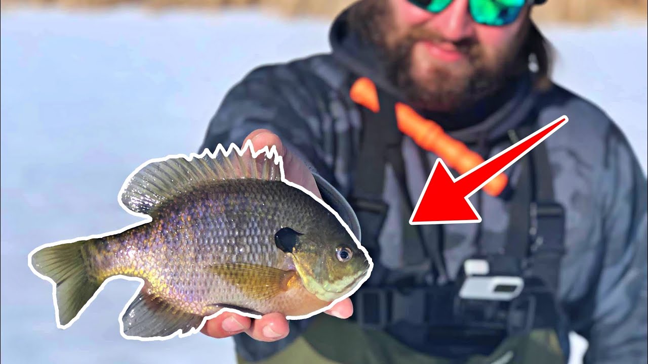 Fishing a Farm Pond for GIANT SLAB BLUEGILL and Bass! (Stacked!) - YouTube
