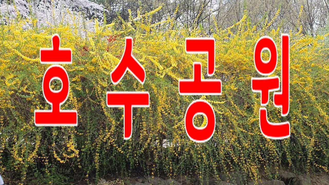 호수공원_꽃구경 : 2024.04.10. & 유튜브 영상 연결 - YouTube