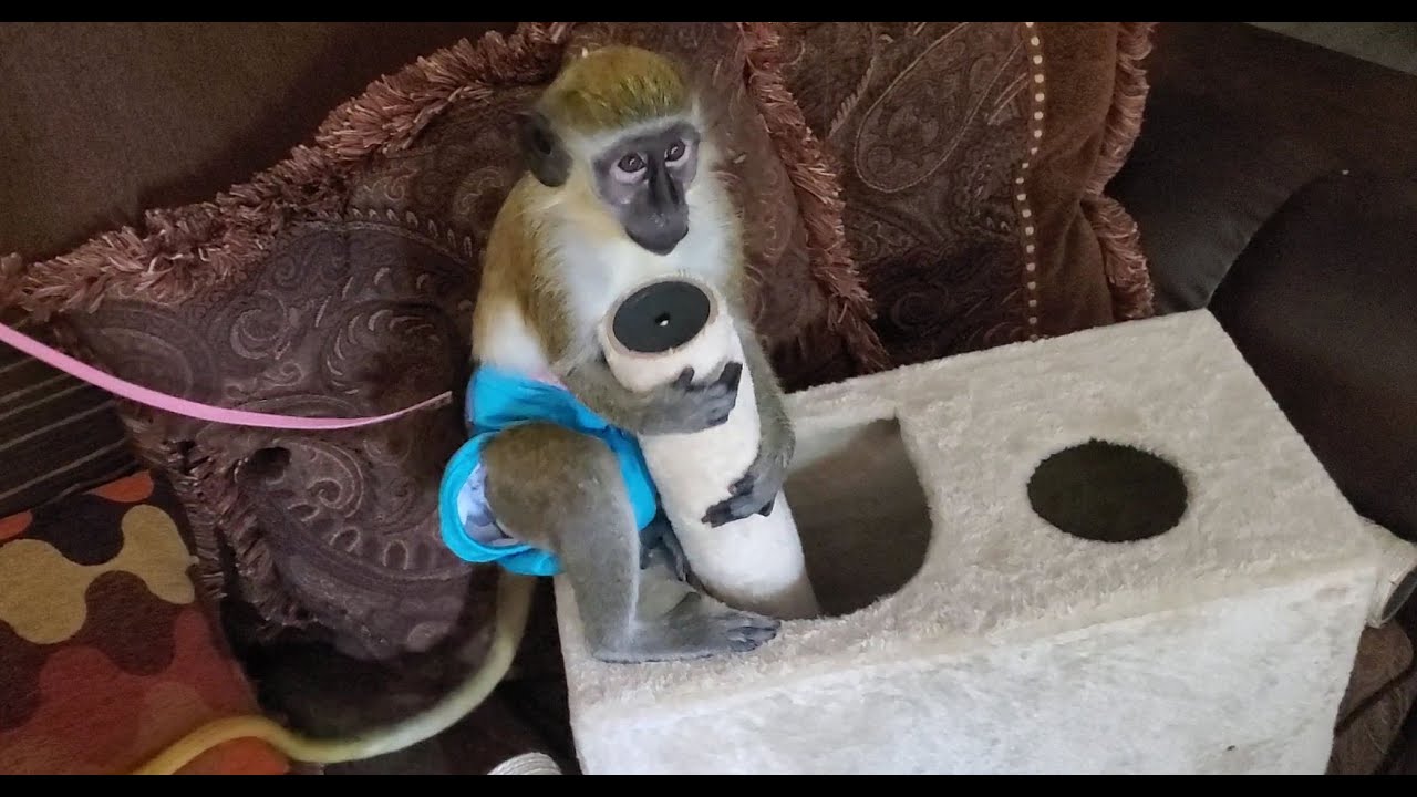 Monkey Destruction - The Patience Required to Live with a Monkey 🙈🙉🙊 ...