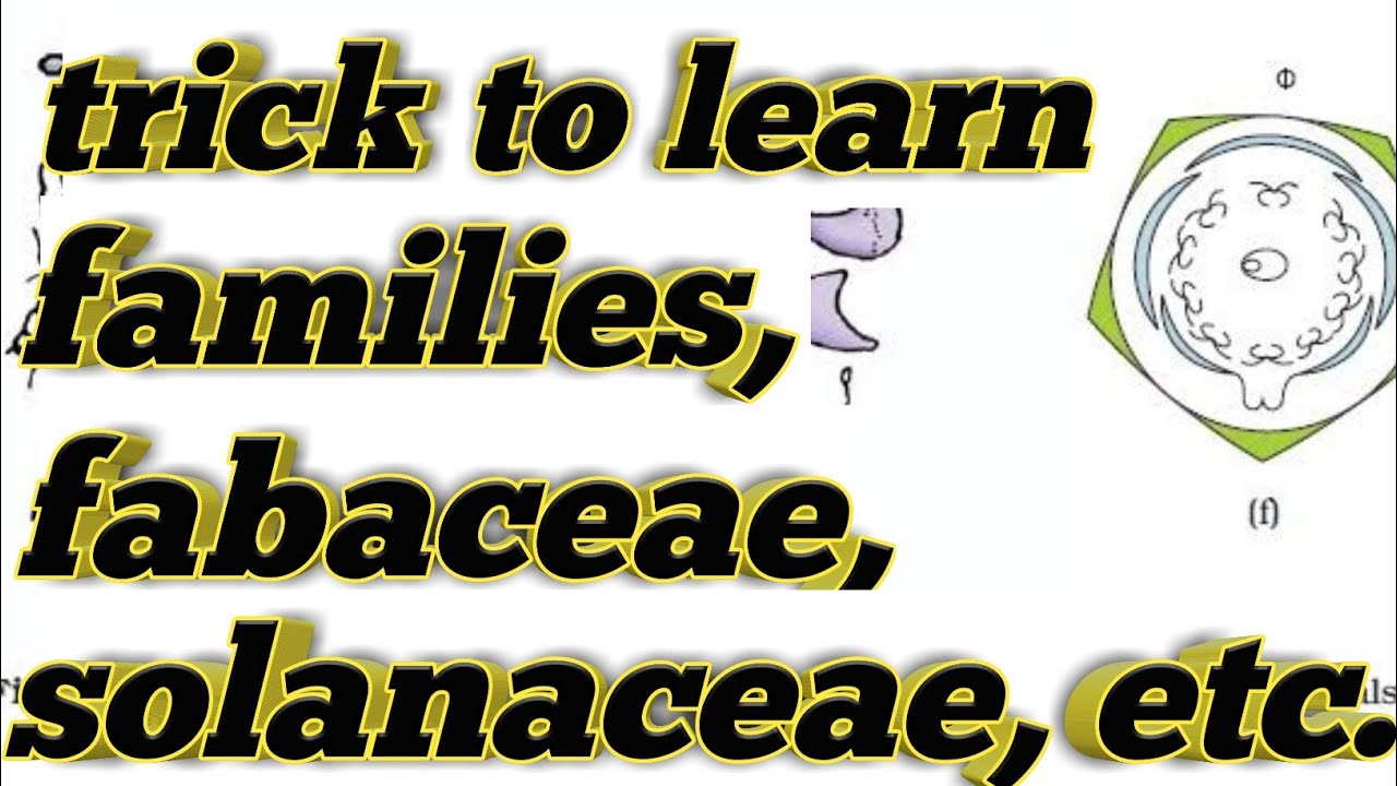 trick to learn examples of families(fabaceae, solanaceae, liliaceae ...
