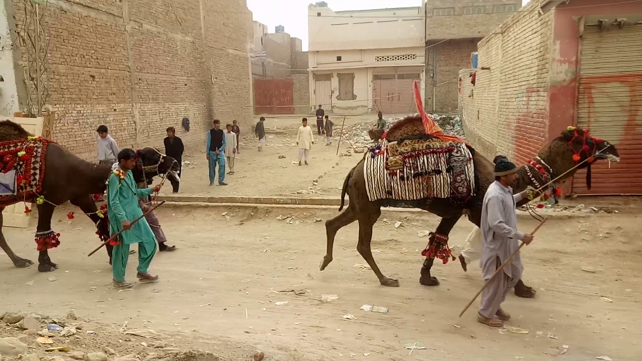 Onth Camal ready for Fight - YouTube