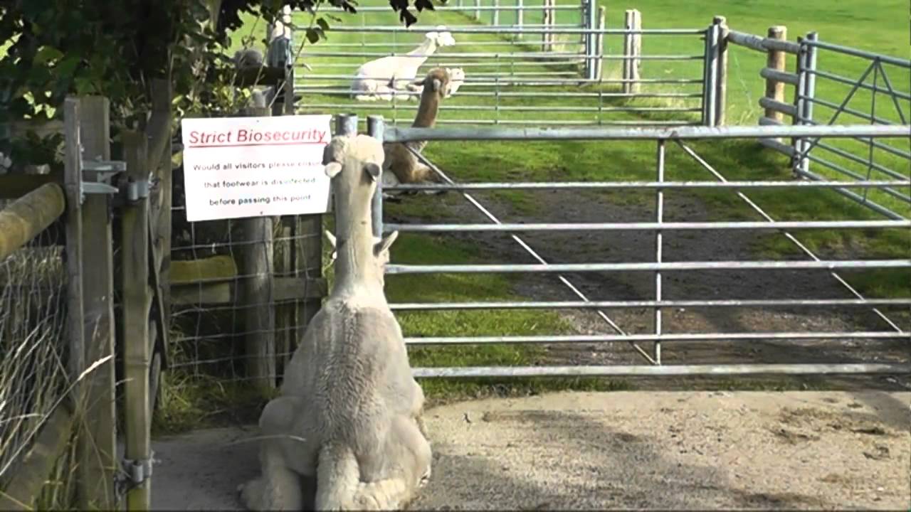 Alpaca Sex and Mating Workshop by Buckingham.avi - YouTube