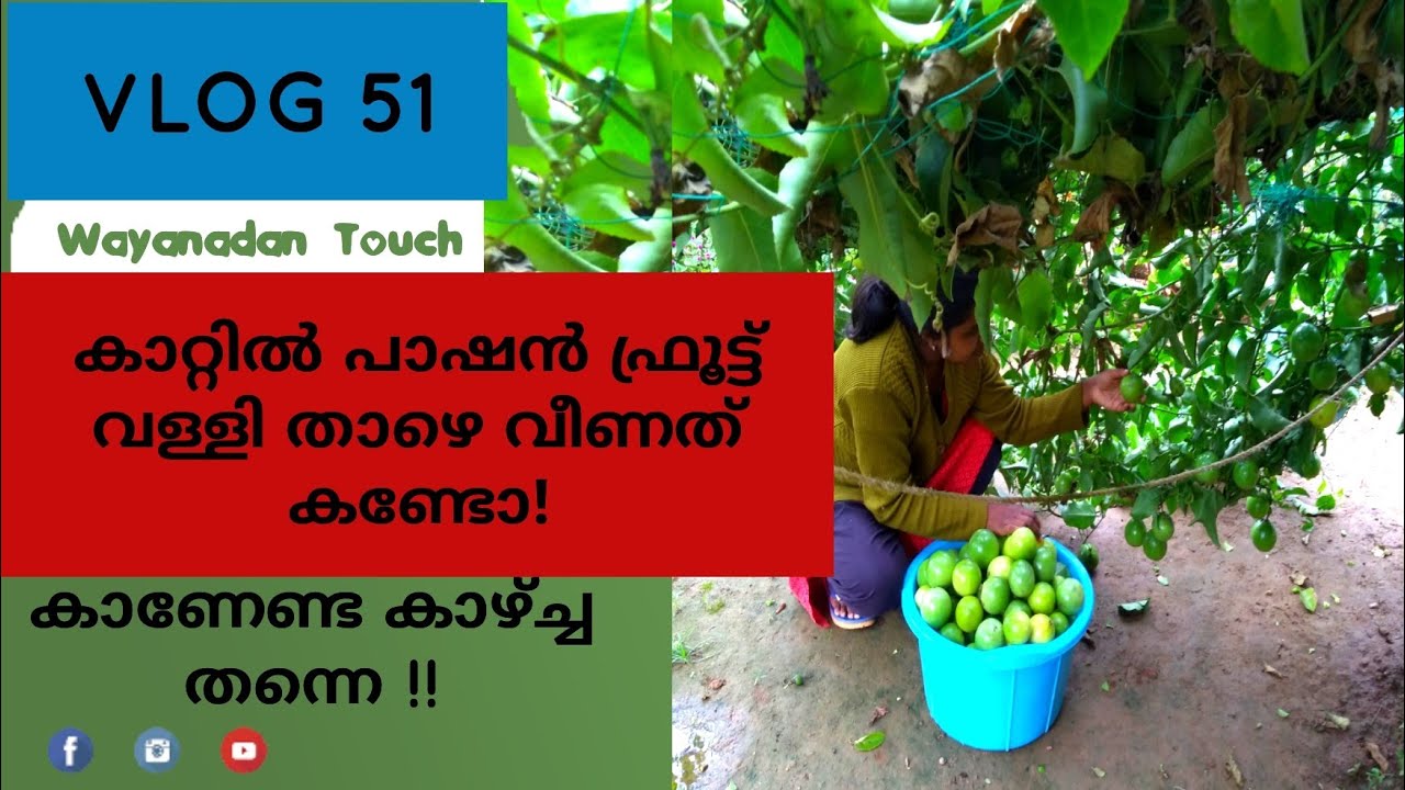 വീട്ടിലെ പാഷൻ ഫ്രൂട്ട് പന്തൽ || Passion Fruit || Wayanadan Rainy season ...
