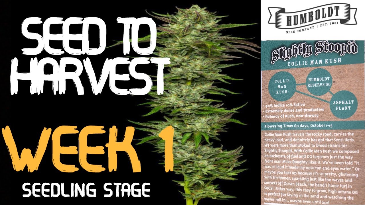 Humboldt Seed Company Collie Man Kush - Week 1 - Seed to Harvest - YouTube