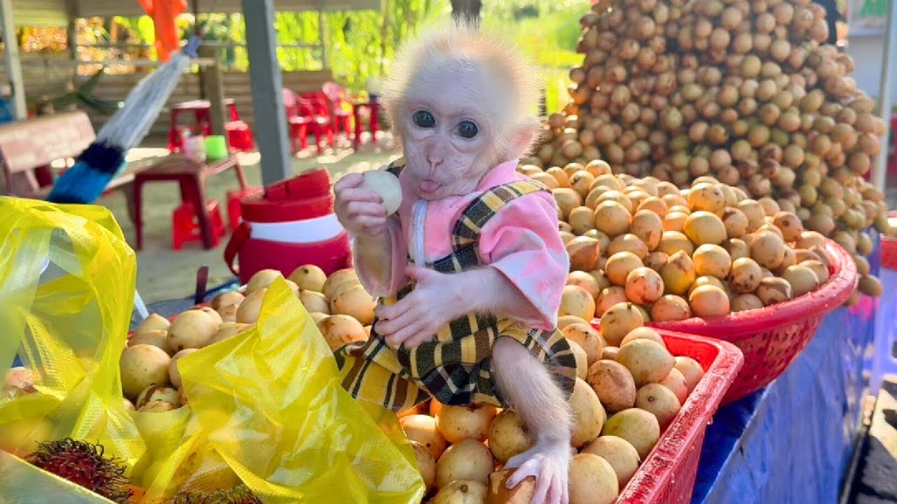 Baby monkey Ren is happy to buy food with his mother - YouTube