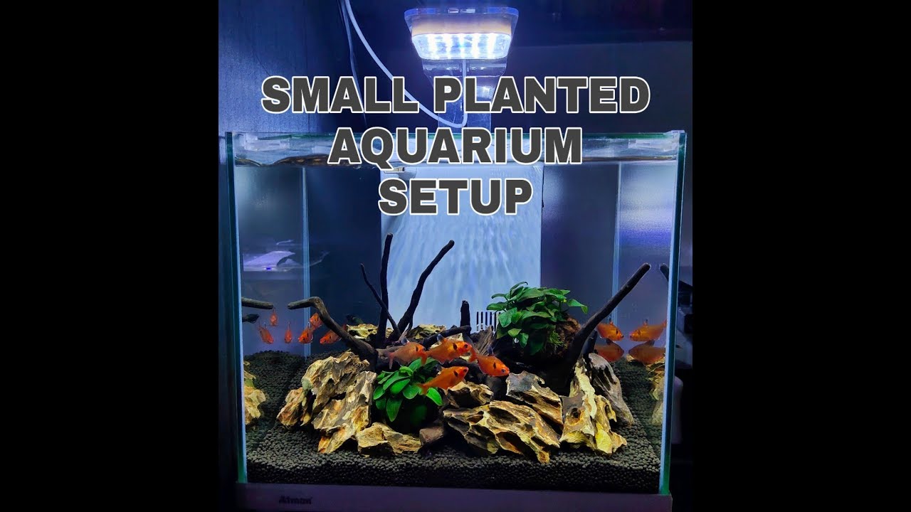 Small Planted Aquarium Setup - YouTube