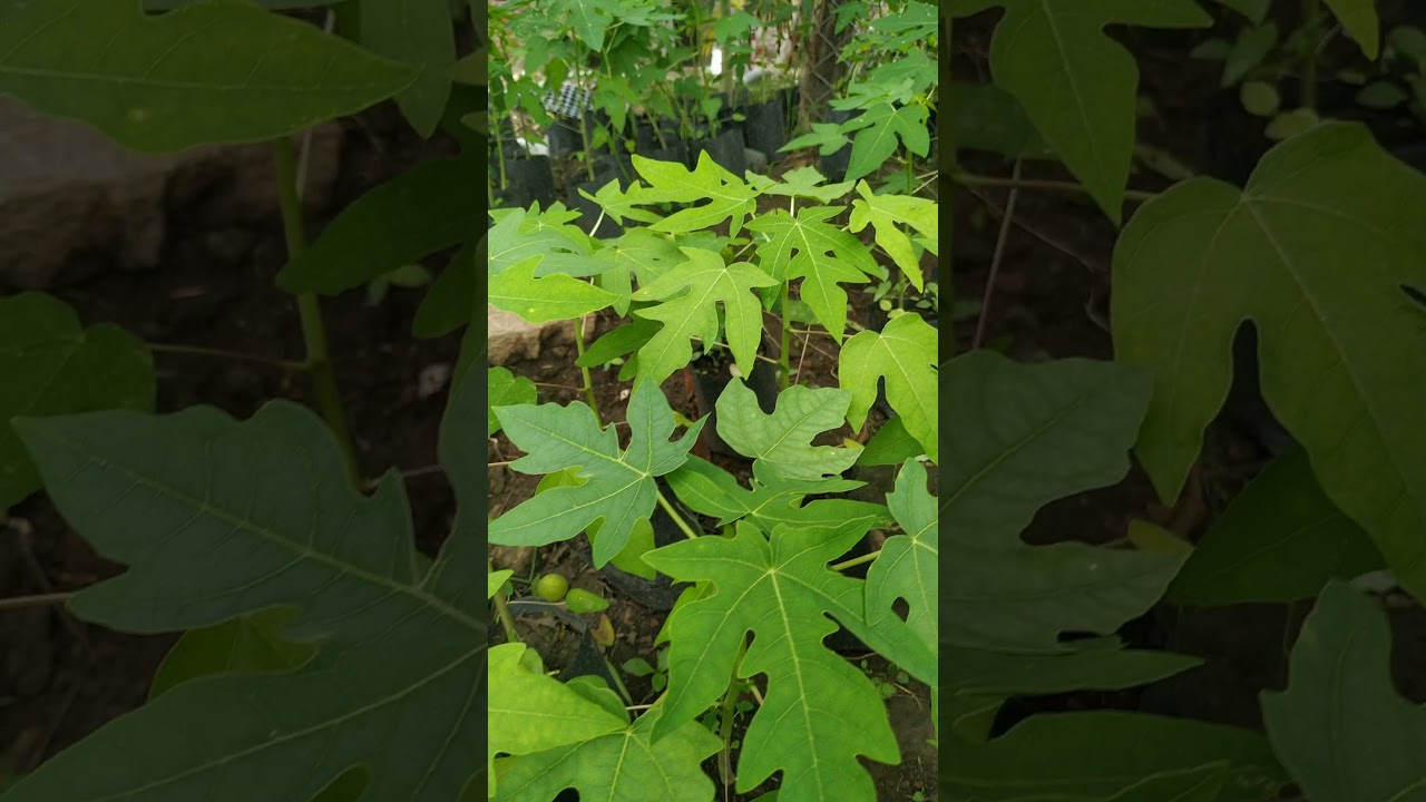 Papita plant - YouTube